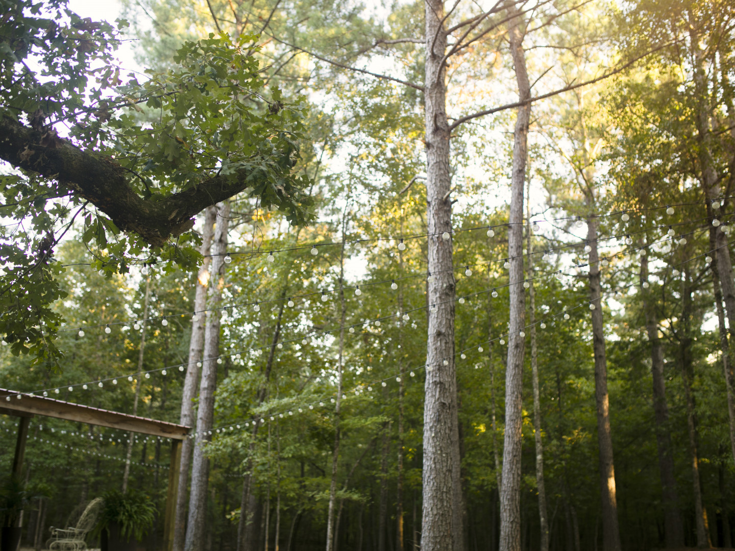 Commitment & Investment | Blessing Tree Farm